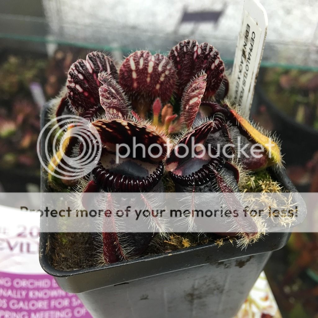 Cephalotus Eden for sale (ebxeb) - FlyTrapCare Forums